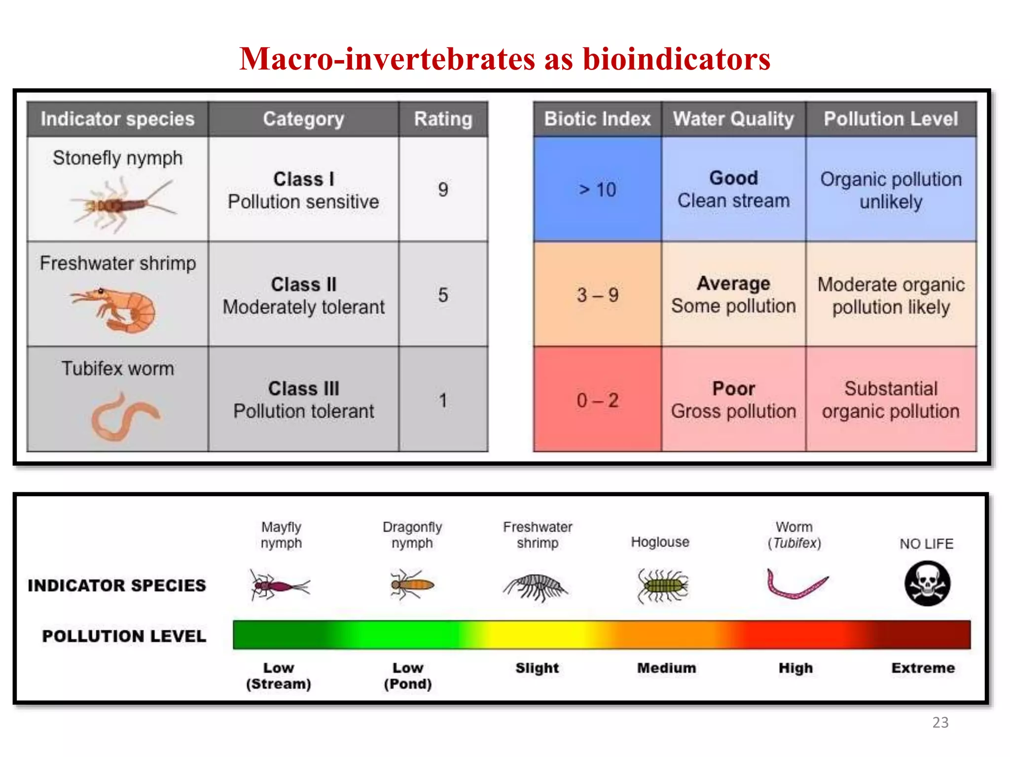 Insects as pollution indicators | PPTX