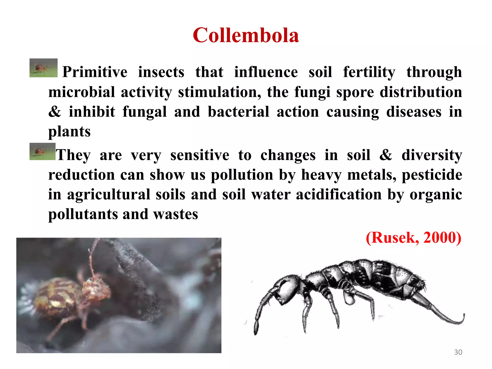 Insects as pollution indicators | PPTX