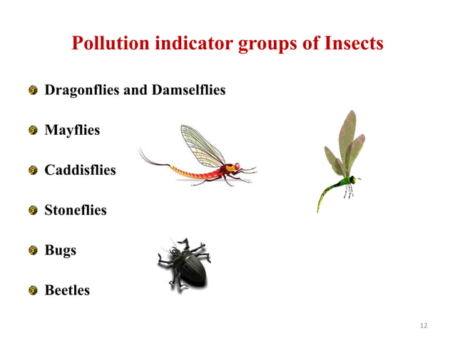 Insects as pollution indicators | PPTX | Indoor Environmental Quality ...
