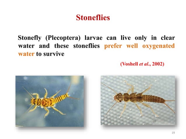 Insects as pollution indicators | PPTX | Indoor Environmental Quality ...