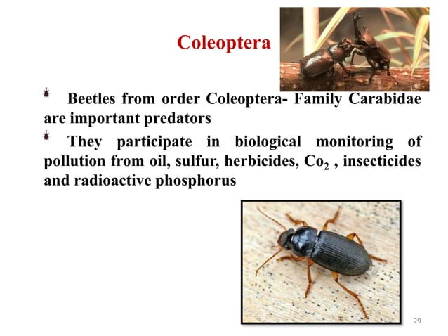 Insects as pollution indicators | PPTX | Indoor Environmental Quality ...