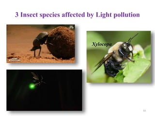 Insects as pollution indicators | PPTX