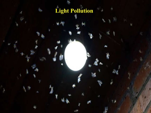 Insects as pollution indicators | PPTX | Indoor Environmental Quality ...