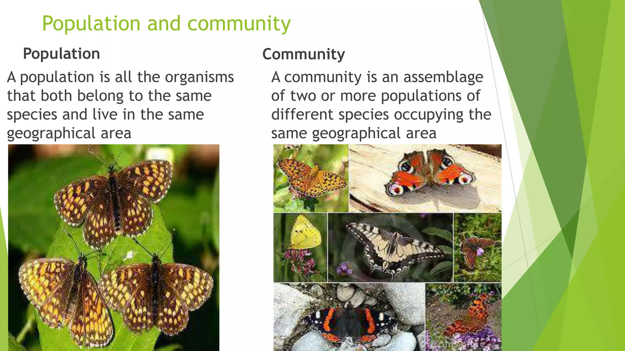 Insects biodiversity | PPTX