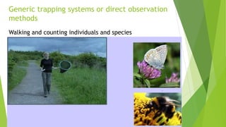 Insects biodiversity | PPTX