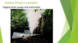 Insects biodiversity | PPTX