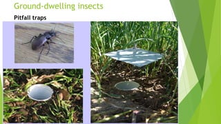 Insects biodiversity | PPTX