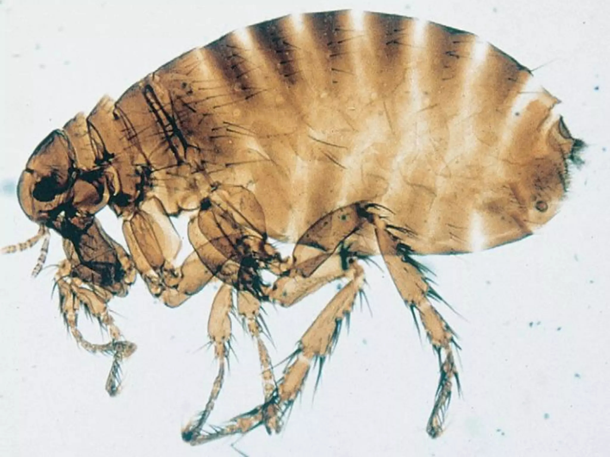 Insects Bites & Stings-Papular Urticaria | PDF