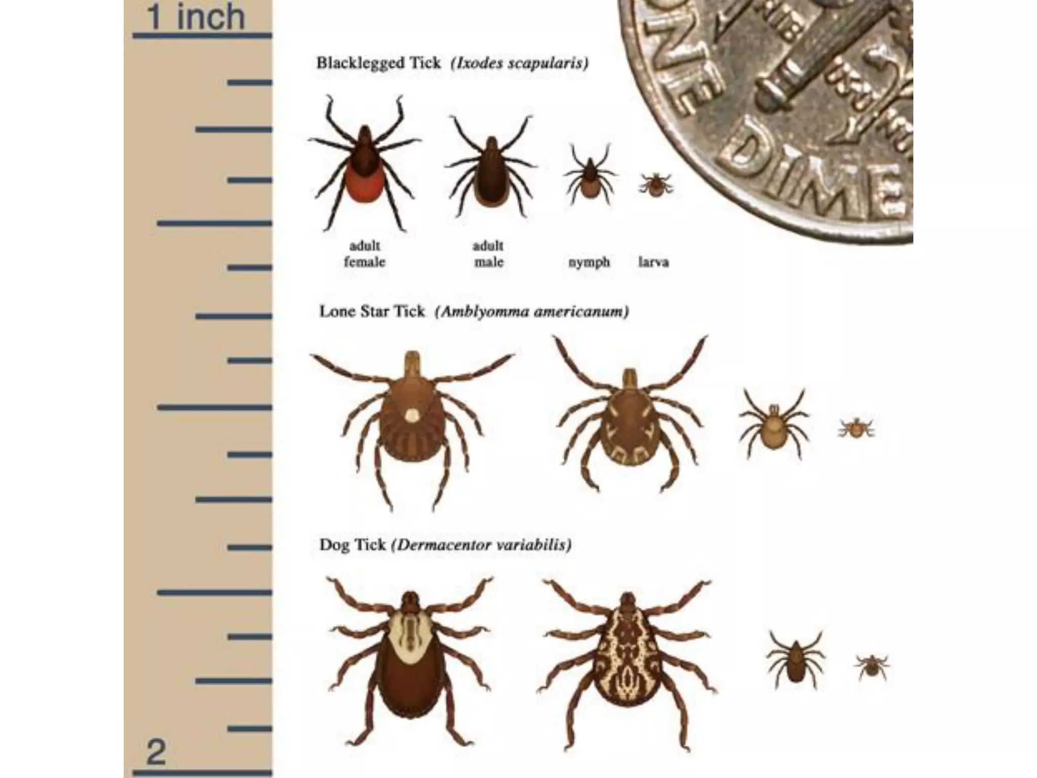 Insects Bites & Stings-Papular Urticaria | PDF