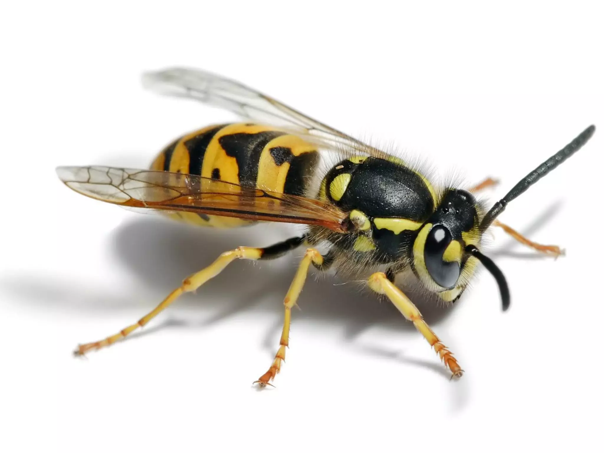 Insects Bites & Stings-Papular Urticaria | PPT | Free Download