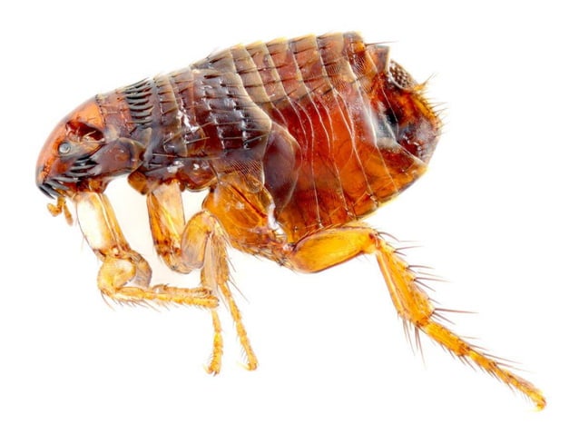 Insects Bites & Stings-Papular Urticaria | PPT | Free Download