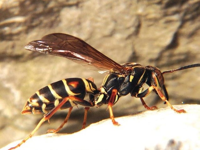 Insects Bites & Stings-Papular Urticaria | PPT