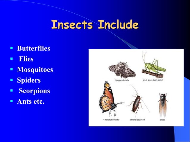 Insects study (Entomology) | PPT
