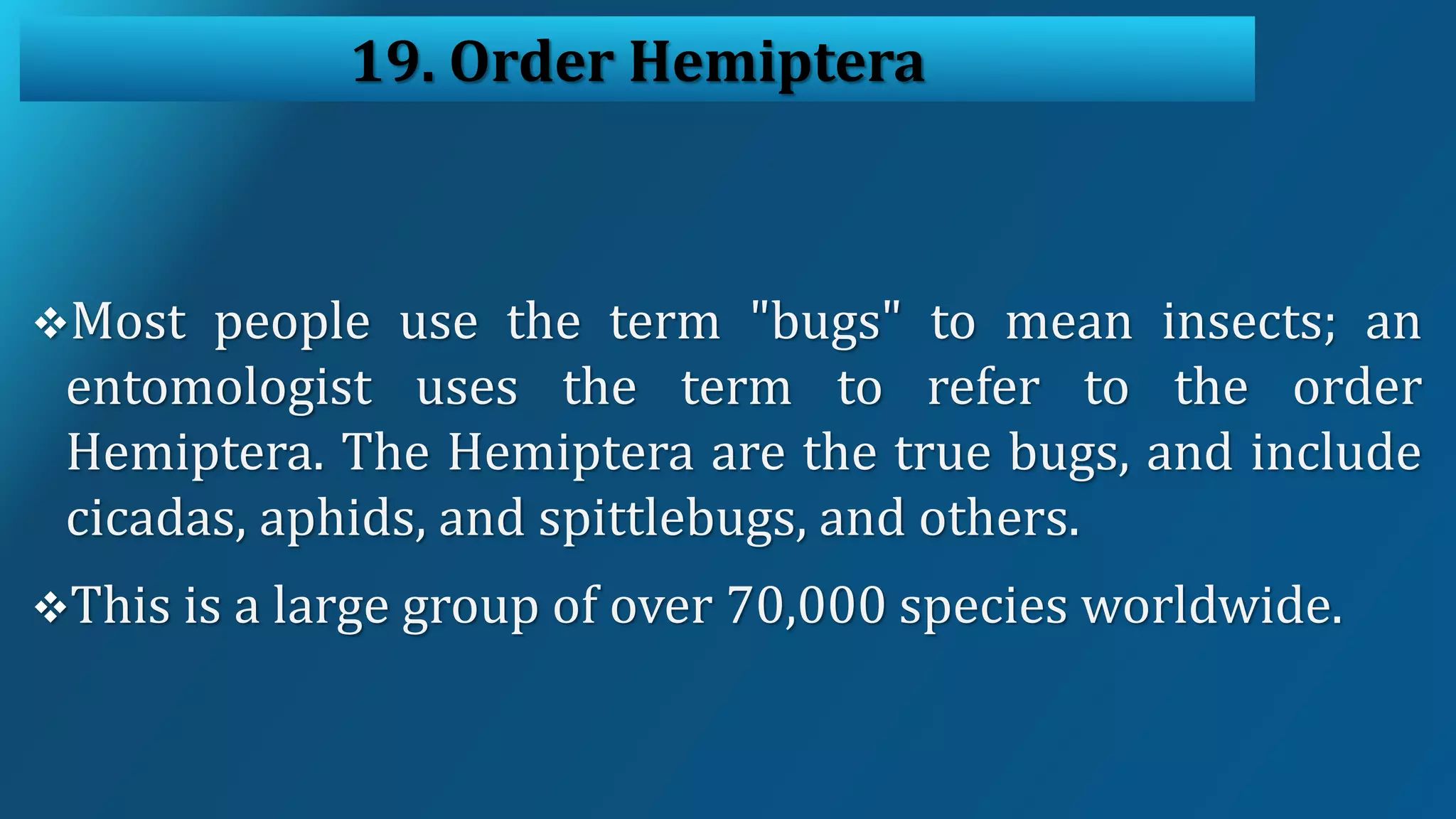 Insects classification | PPTX