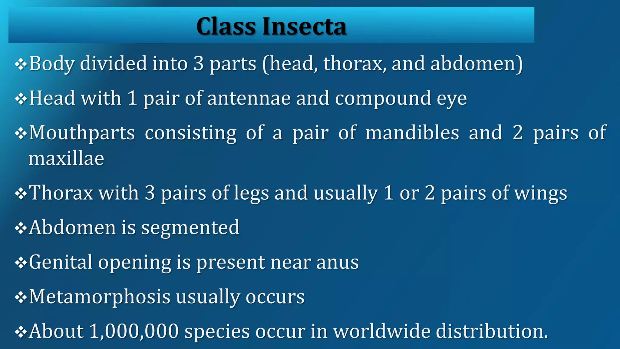 Insects classification | PPTX