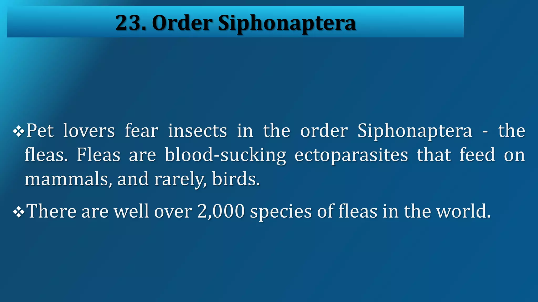 Insects classification | PPTX