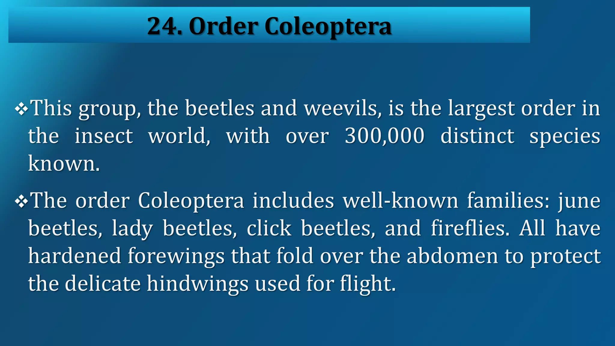 Insects classification | PPTX