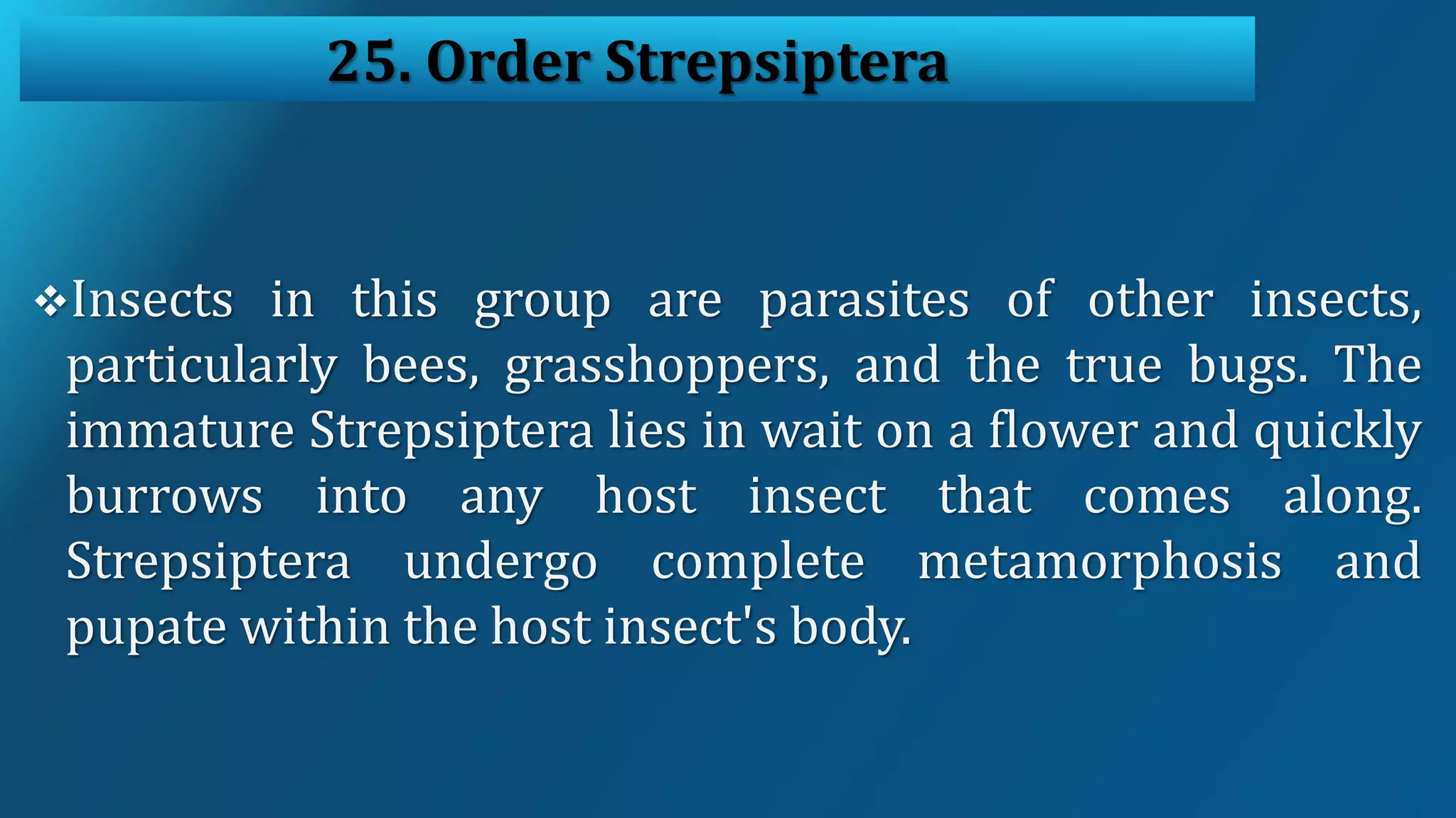 Insects classification | PPTX