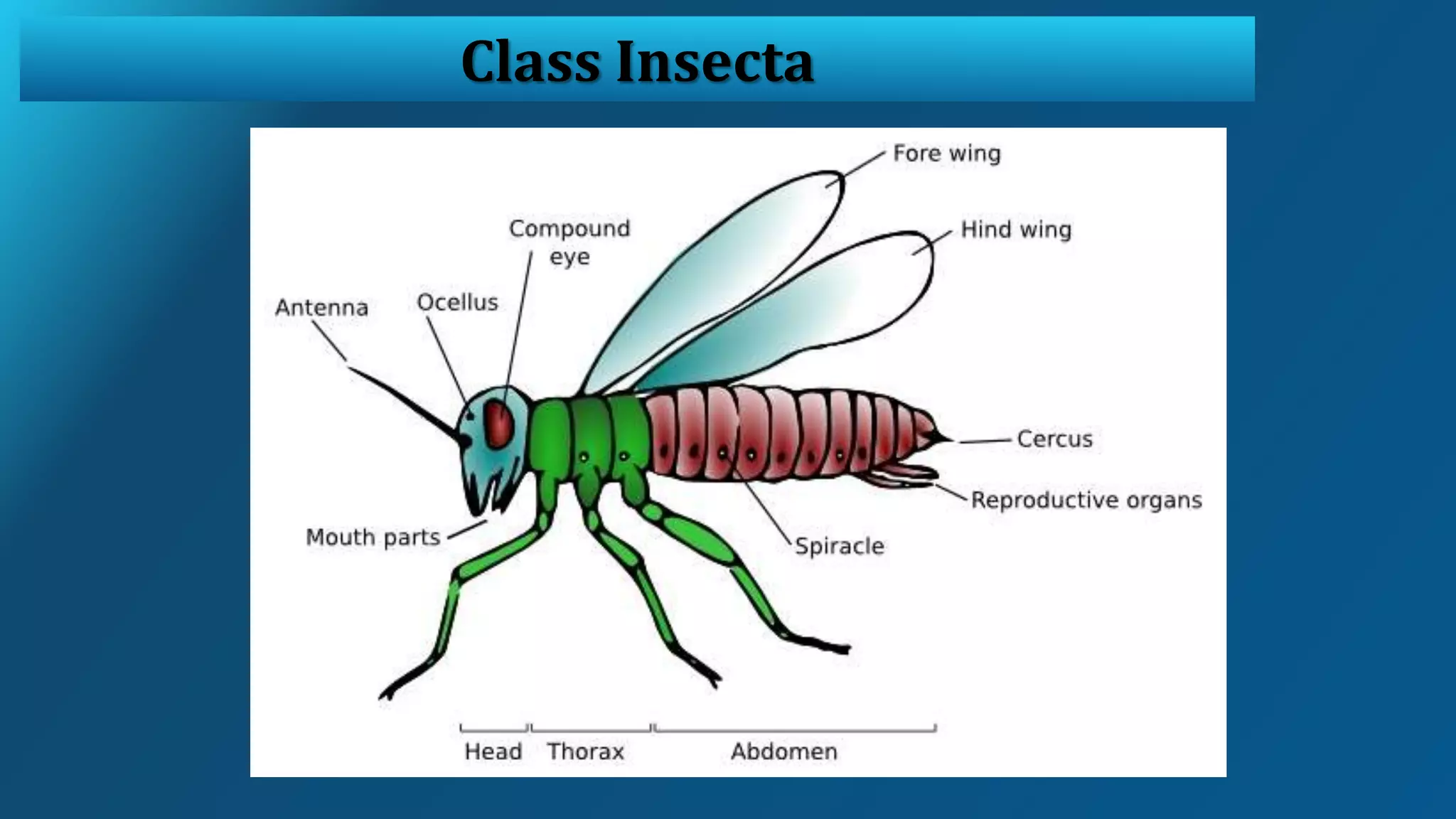 Insects classification | PPTX | Birdwatching | Hobbies & Interests