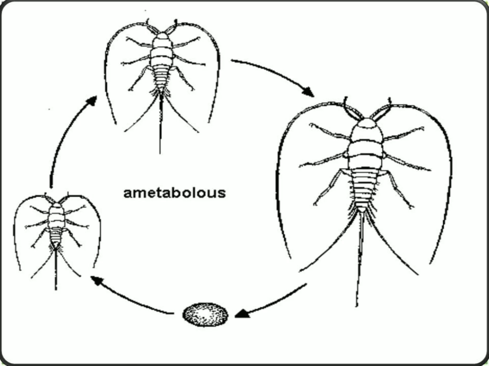 Insect’s development | PPTX