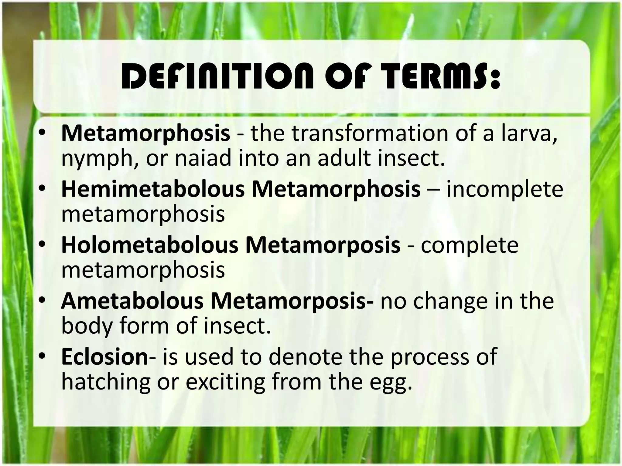 Insect’s development | PPTX