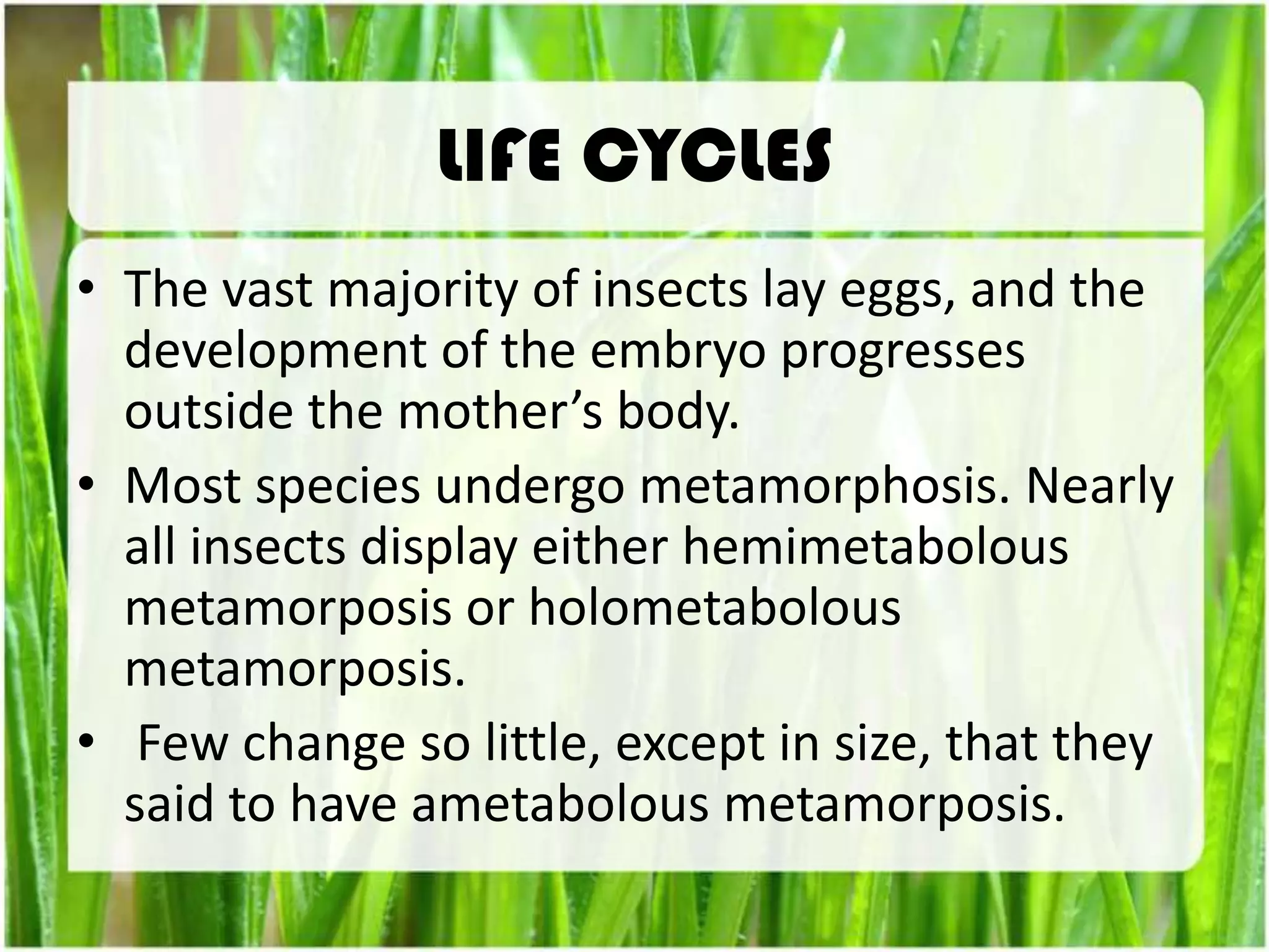 Insect’s development | PPTX