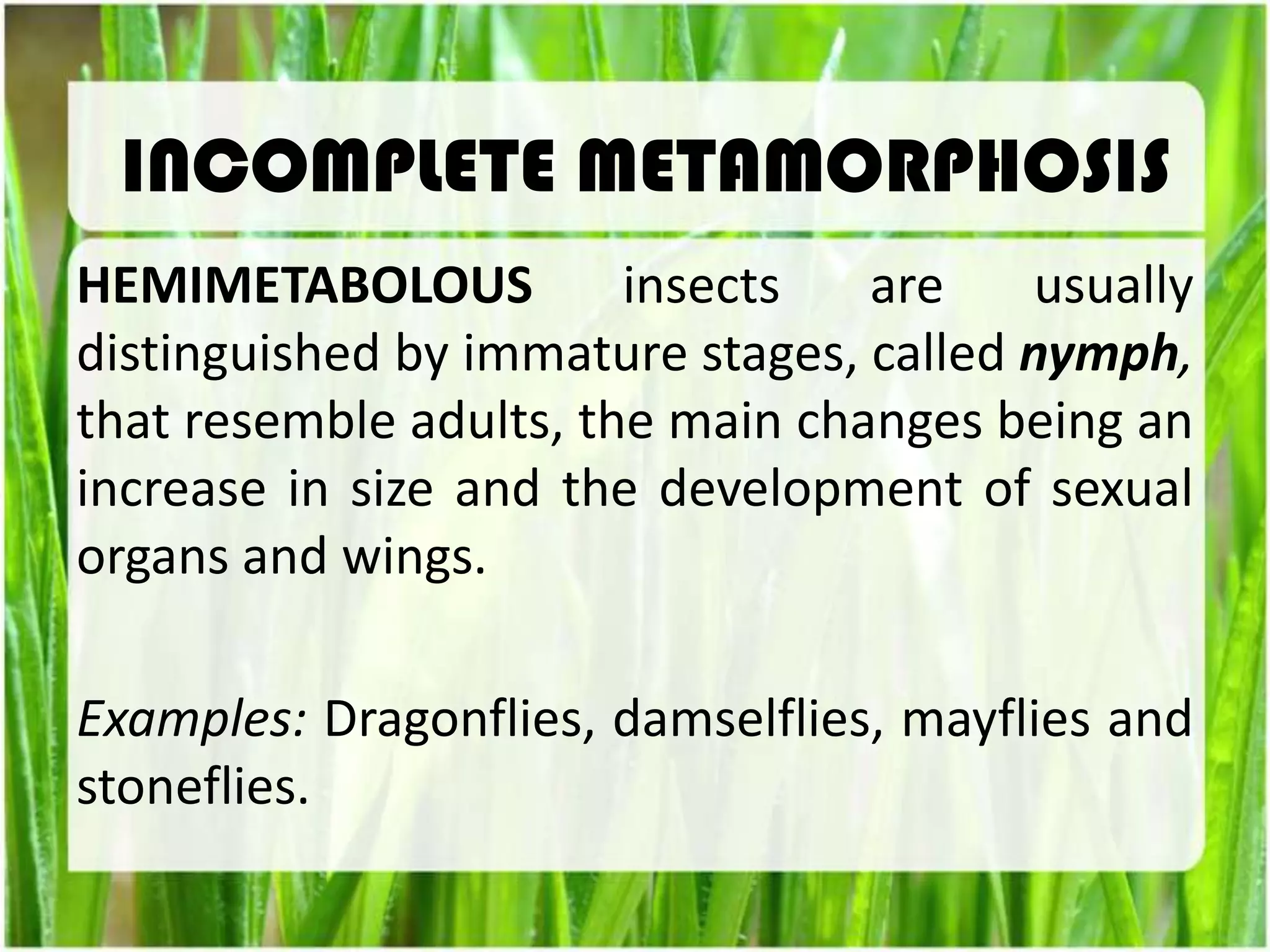 Insect’s development | PPTX