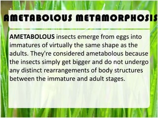 Insect’s development | PPTX