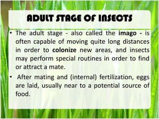 Insect’s development | PPTX
