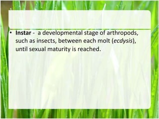 Insect’s development | PPTX
