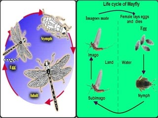 Insect’s development | PPTX