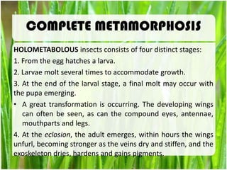 Insect’s development | PPTX