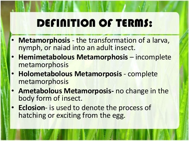 Insect’s development