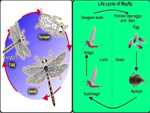 Insects Development