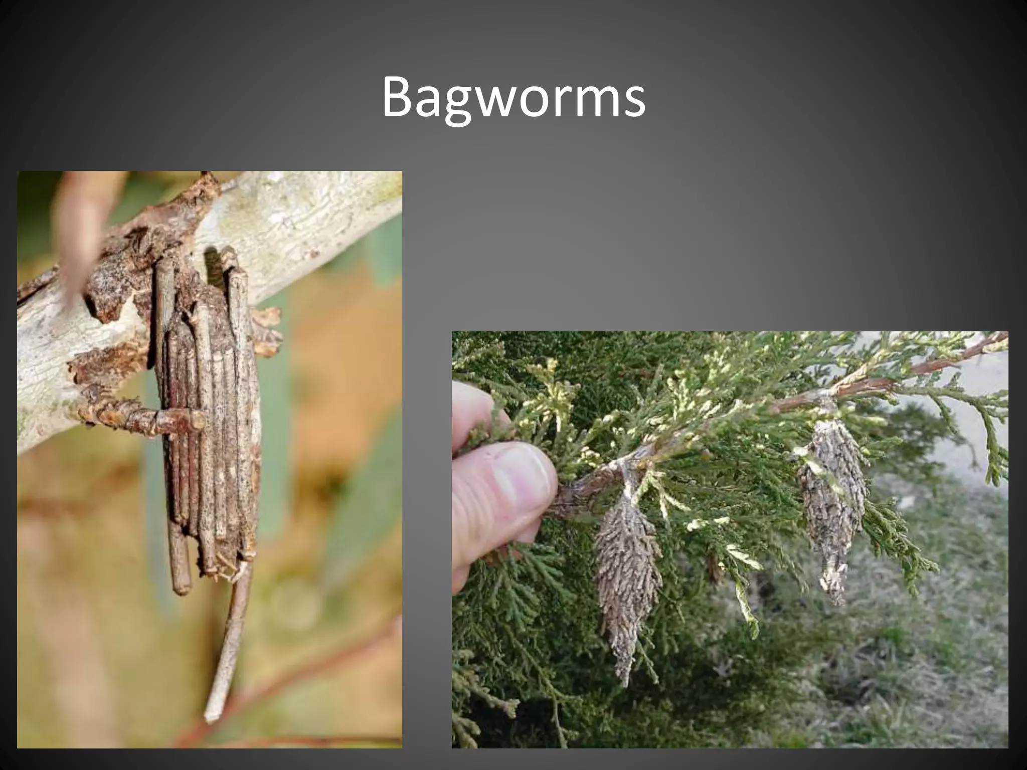 Insects, diseases, and disorders | PPT