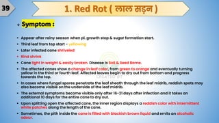 INSECTS, DISEASES & WEEDS OF SUGARCANE: IDENTIFICATION AND MANAGEMENT | PDF