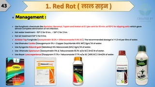 INSECTS, DISEASES & WEEDS OF SUGARCANE: IDENTIFICATION AND MANAGEMENT | PDF
