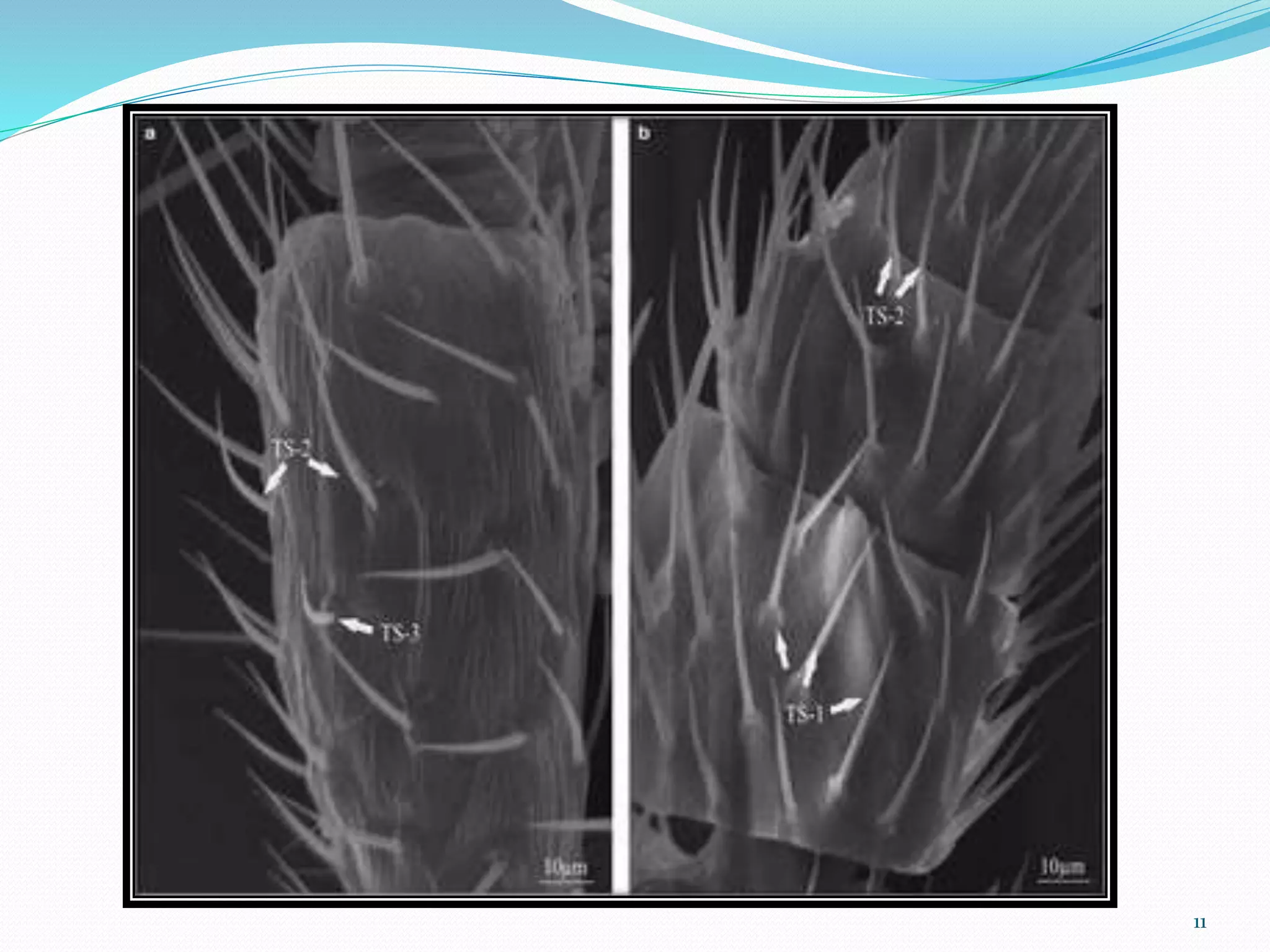 Insect sense organs | PPTX