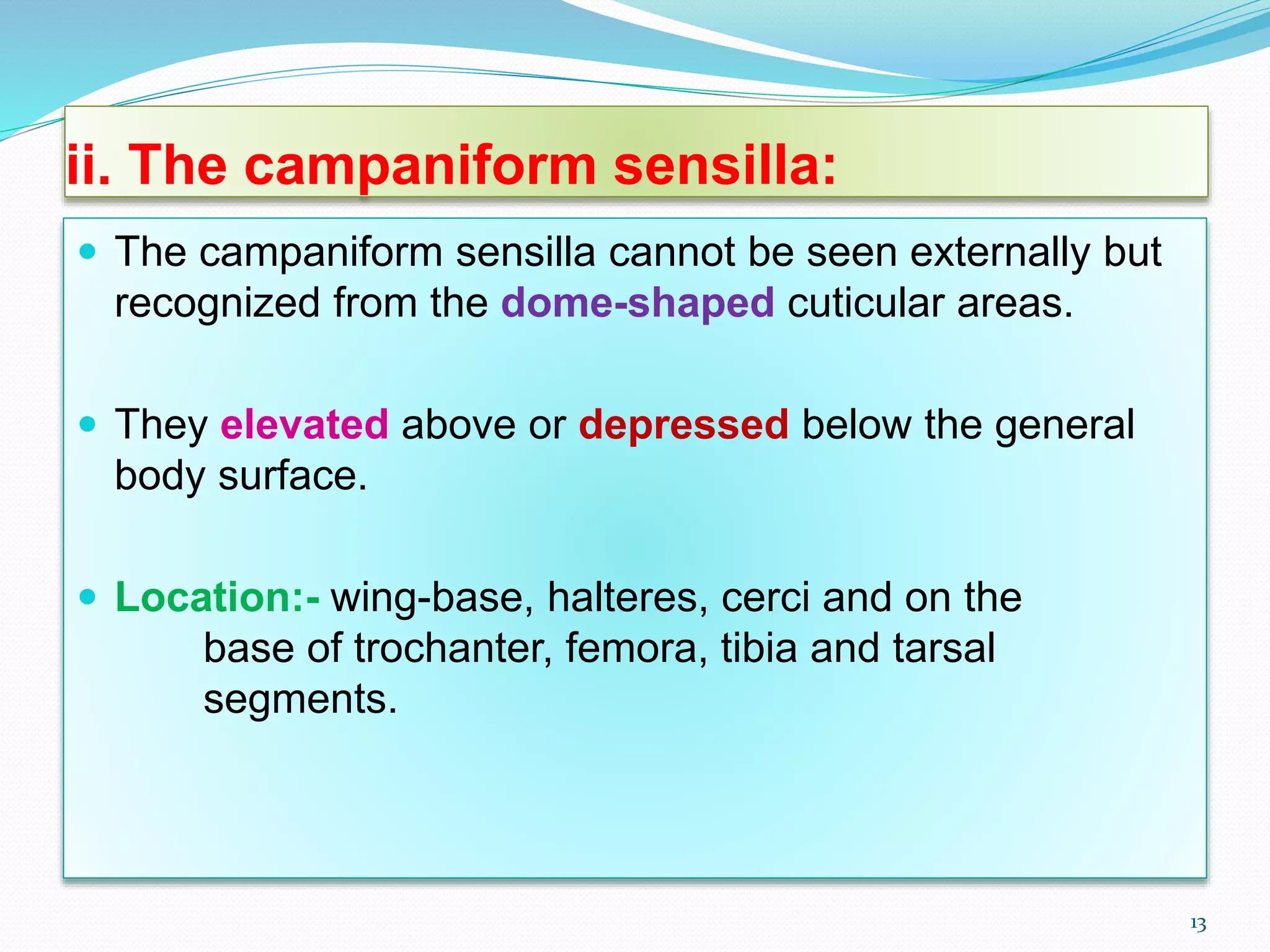 Insect sense organs | PPTX