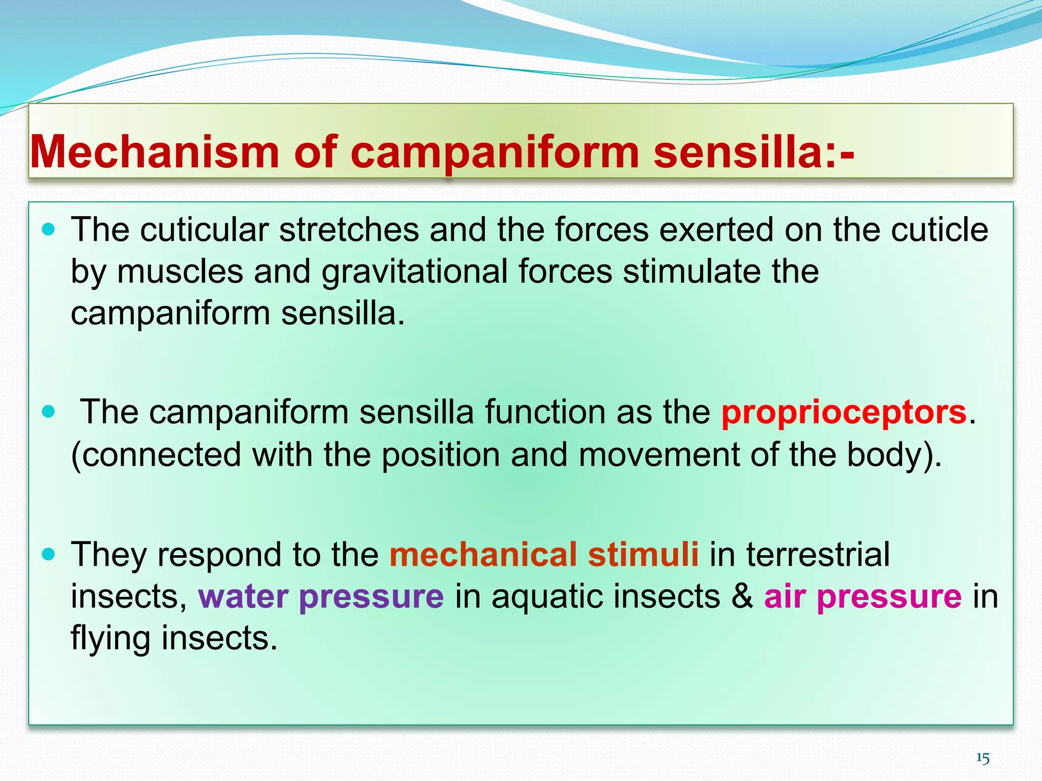 Insect sense organs | PPTX
