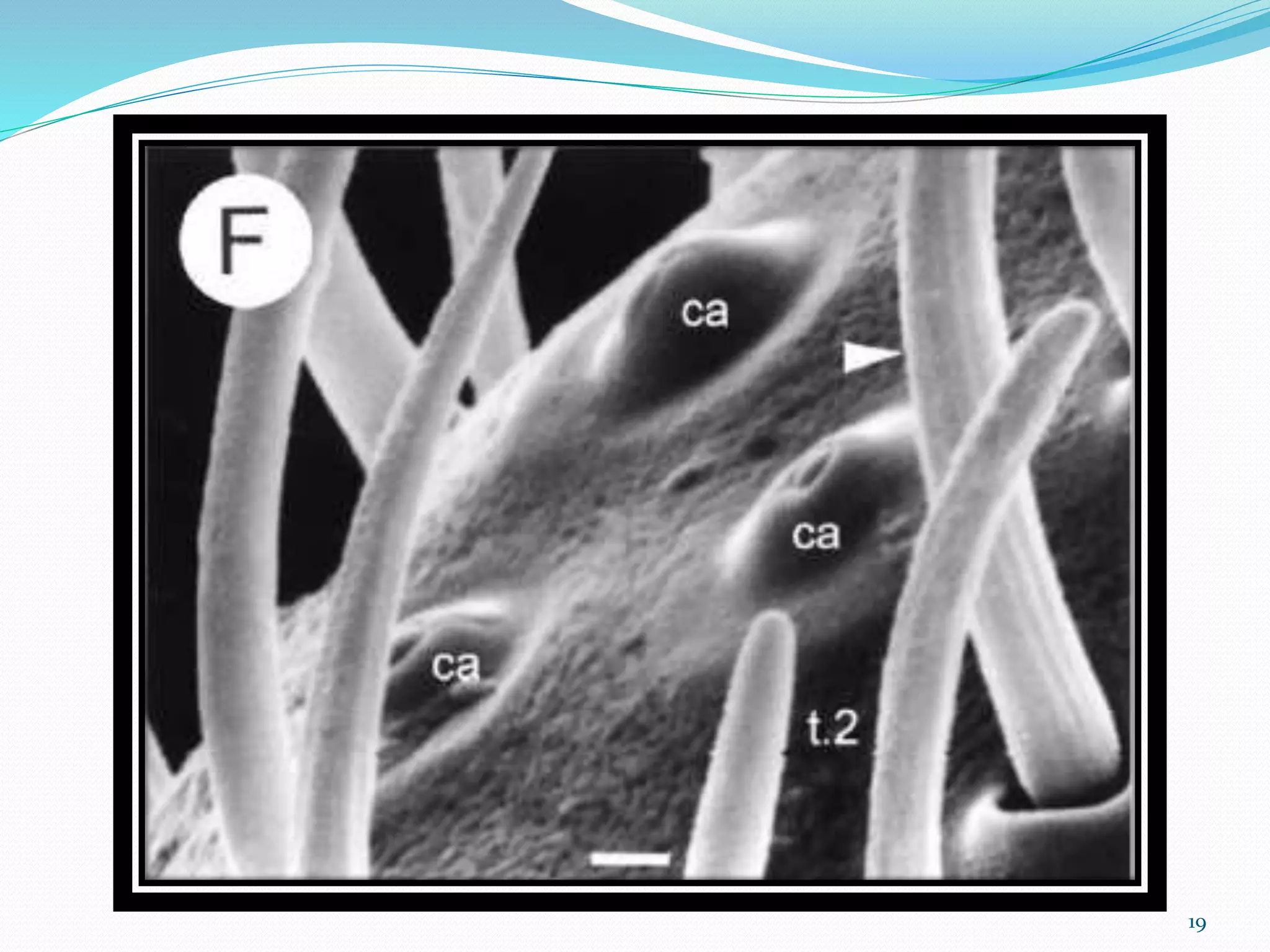 Insect sense organs | PPTX