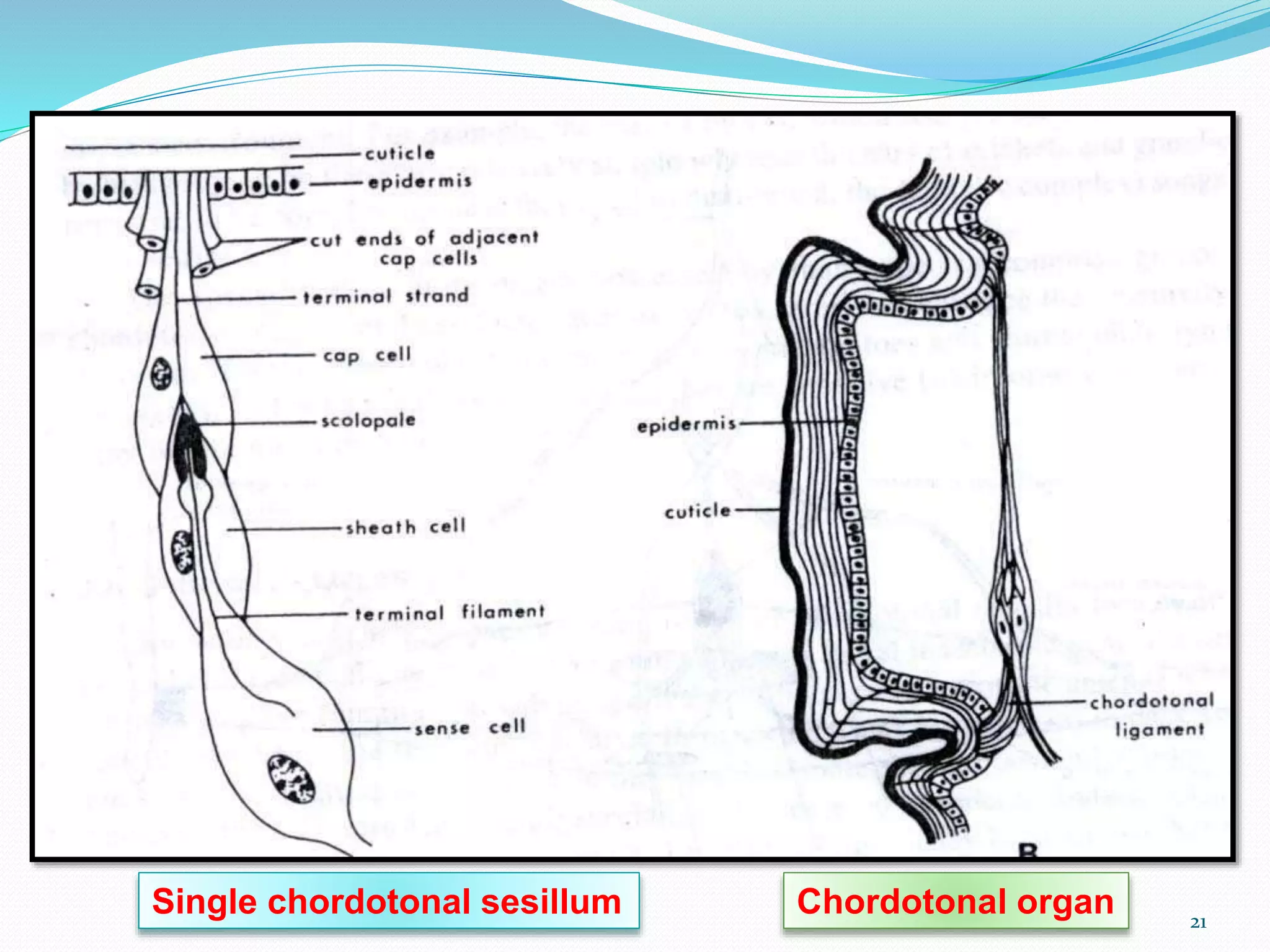 Insect sense organs | PPTX
