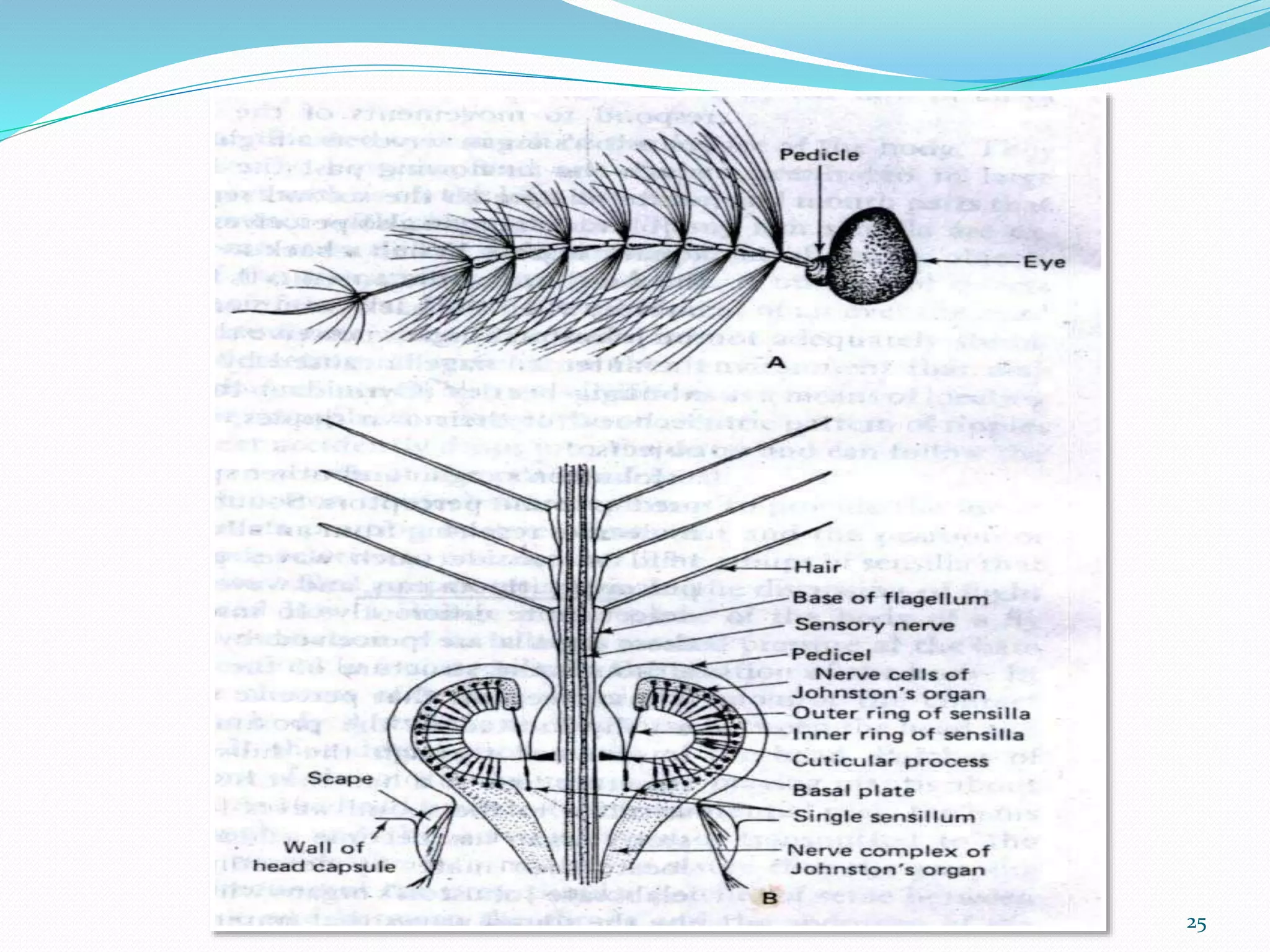 Insect sense organs | PPTX