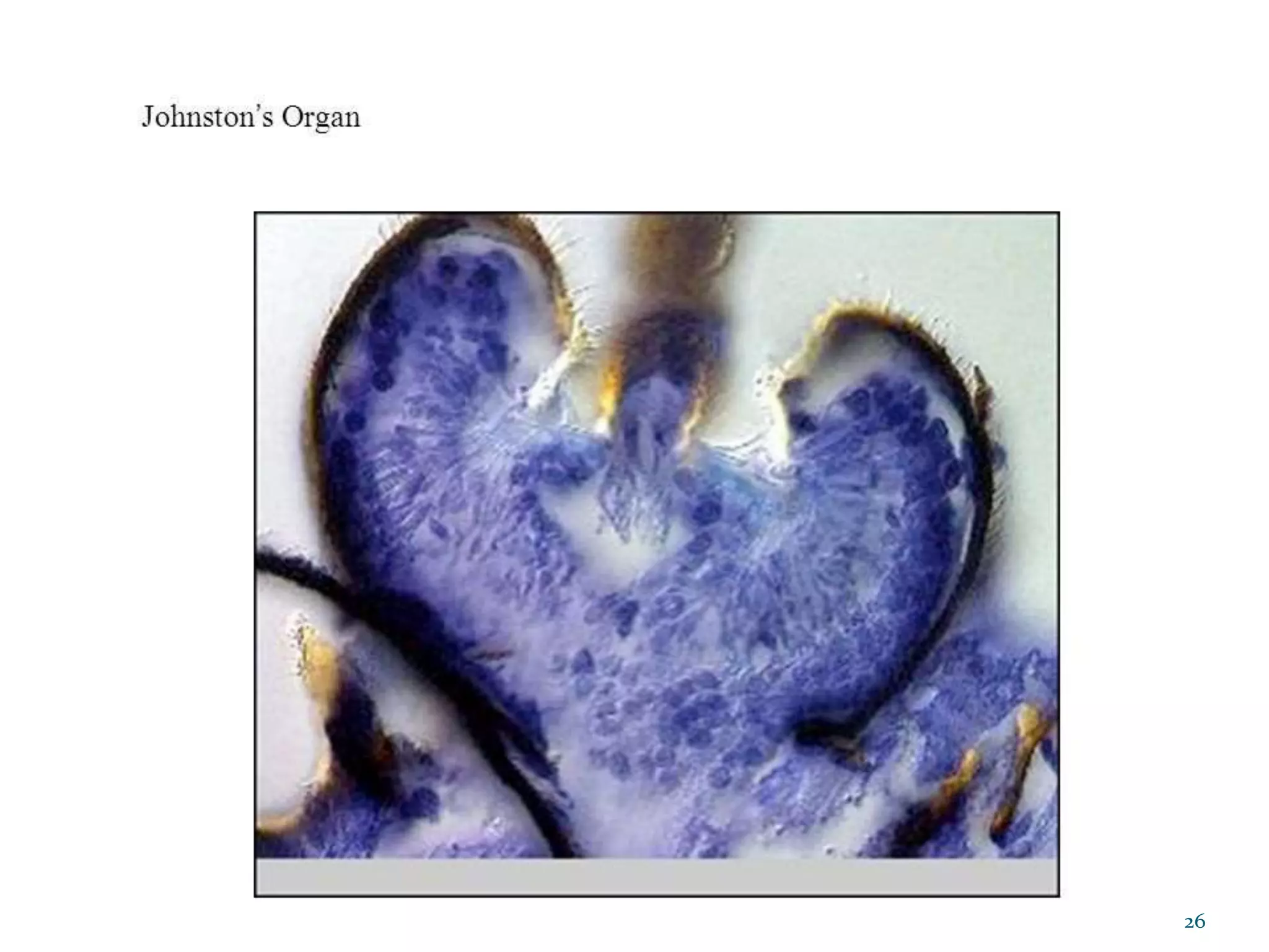 Insect sense organs | PPTX