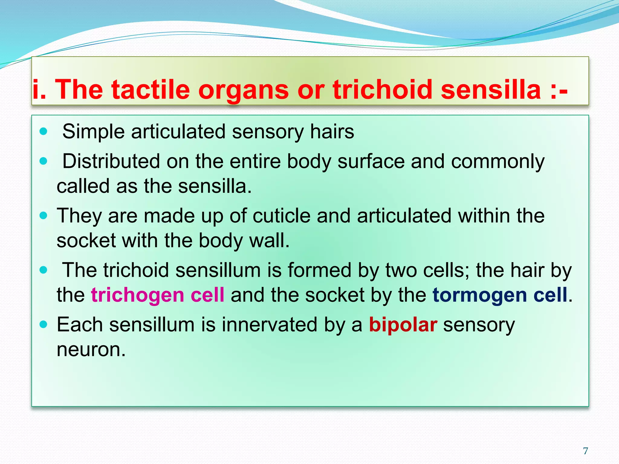 Insect sense organs | PPTX