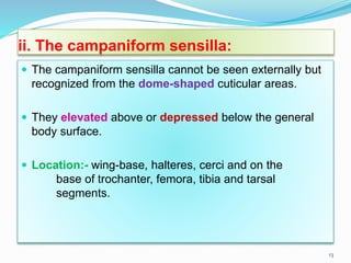 Insect sense organs | PPTX