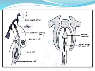 Insect sense organs | PPTX