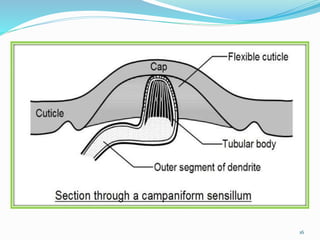 Insect sense organs | PPTX