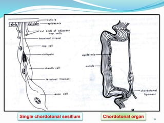 Insect sense organs | PPTX