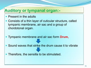 Insect sense organs | PPTX